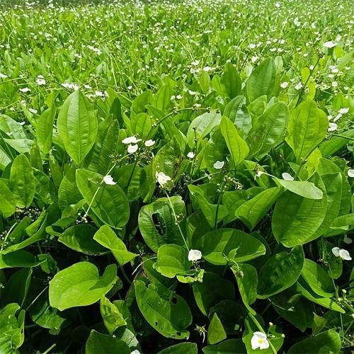 泽泻图片长什么样_泽泻和茨菇区别-第3张图片-山城妙识 泽泻图片长什么样_泽泻和茨菇区别-第3张图片-山城妙识