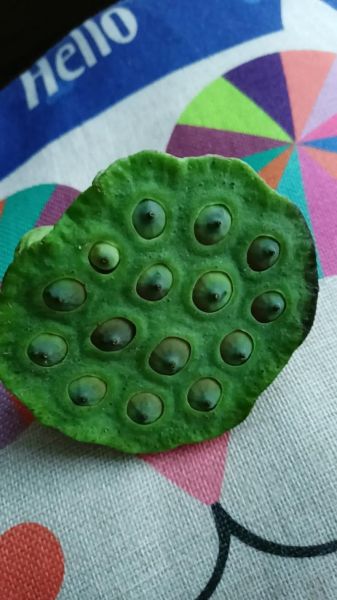 生莲子怎么吃_生莲子能直接吃吗-第3张图片-山城妙识 生莲子怎么吃_生莲子能直接吃吗-第3张图片-山城妙识