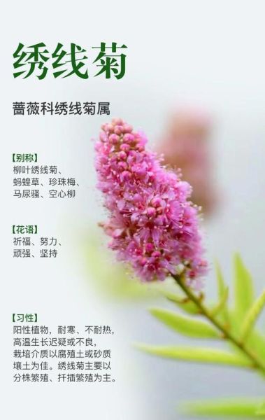 绣线菊怎么养_绣线菊什么时候开花-第1张图片-山城妙识 绣线菊怎么养_绣线菊什么时候开花-第1张图片-山城妙识