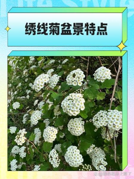 绣线菊怎么养_绣线菊什么时候开花-第3张图片-山城妙识 绣线菊怎么养_绣线菊什么时候开花-第3张图片-山城妙识