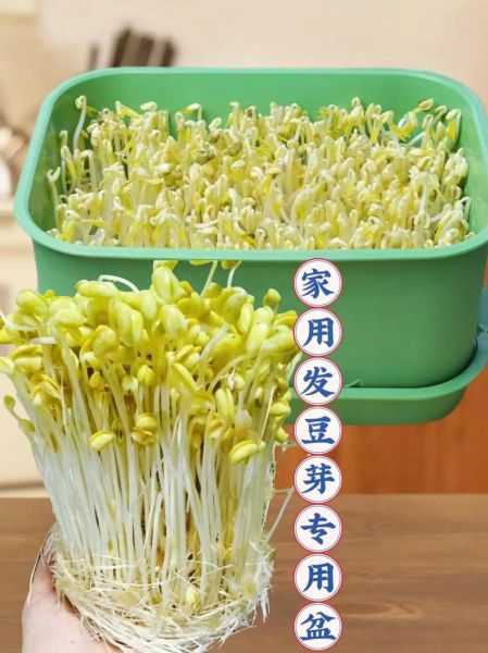 豆芽视频怎么下载_豆芽视频安全吗-第1张图片-山城妙识