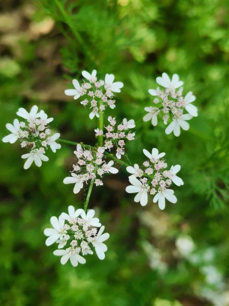 香菜为什么叫芫荽_芫荽是哪里的叫法-第2张图片-山城妙识 香菜为什么叫芫荽_芫荽是哪里的叫法-第2张图片-山城妙识