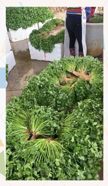 香菜为什么叫芫荽_芫荽是哪里的叫法-第1张图片-山城妙识 香菜为什么叫芫荽_芫荽是哪里的叫法-第1张图片-山城妙识