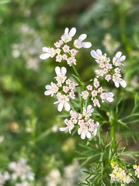 香菜为什么叫芫荽_芫荽是哪里的叫法-第3张图片-山城妙识 香菜为什么叫芫荽_芫荽是哪里的叫法-第3张图片-山城妙识