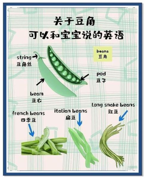 豆角英语怎么说_如何正确发音-第1张图片-山城妙识 豆角英语怎么说_如何正确发音-第1张图片-山城妙识