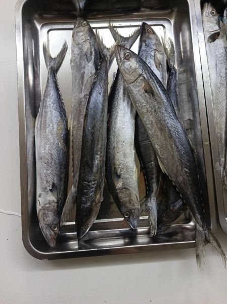 香酥鲅鱼怎么做_香酥鲅鱼的家常做法-第1张图片-山城妙识 香酥鲅鱼怎么做_香酥鲅鱼的家常做法-第1张图片-山城妙识