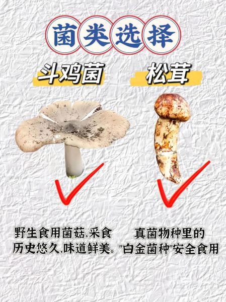 蘑菇图片素材去哪找_如何挑选高清商用图-第1张图片-山城妙识 蘑菇图片素材去哪找_如何挑选高清商用图-第1张图片-山城妙识