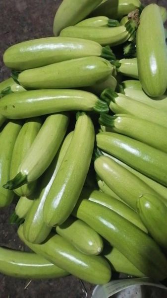 菜瓜的功效与作用_菜瓜怎么吃最健康-第3张图片-山城妙识 菜瓜的功效与作用_菜瓜怎么吃最健康-第3张图片-山城妙识