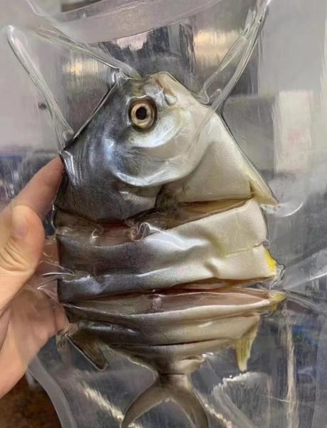 金昌鱼是海鱼还是淡水鱼_金昌鱼生活习性-第2张图片-山城妙识 金昌鱼是海鱼还是淡水鱼_金昌鱼生活习性-第2张图片-山城妙识