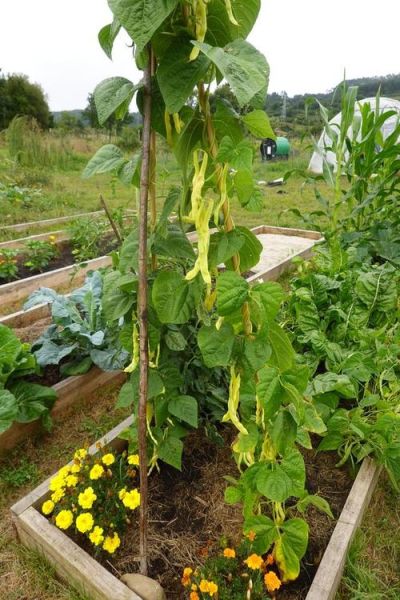 蛇豆怎么种_蛇豆种植时间和方法-第2张图片-山城妙识