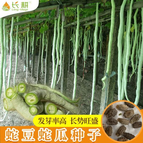 蛇豆怎么种_蛇豆种植时间和方法-第3张图片-山城妙识