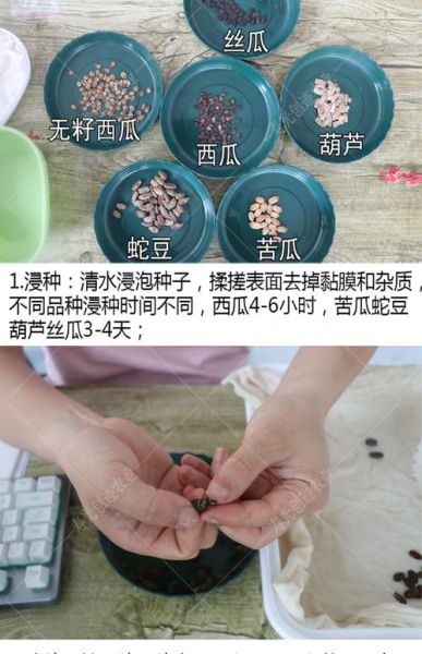 蛇豆怎么种_蛇豆种植时间和方法-第1张图片-山城妙识