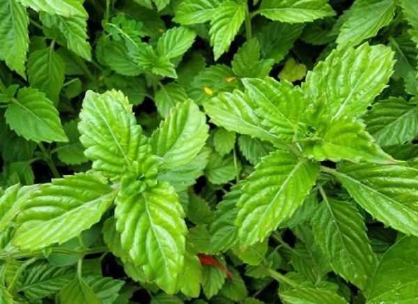 凉粉草的功效与作用_凉粉草的禁忌有哪些-第2张图片-山城妙识