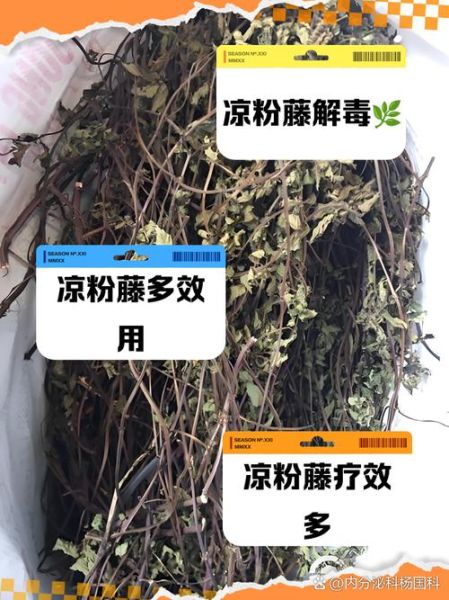 凉粉草的功效与作用_凉粉草的禁忌有哪些-第1张图片-山城妙识