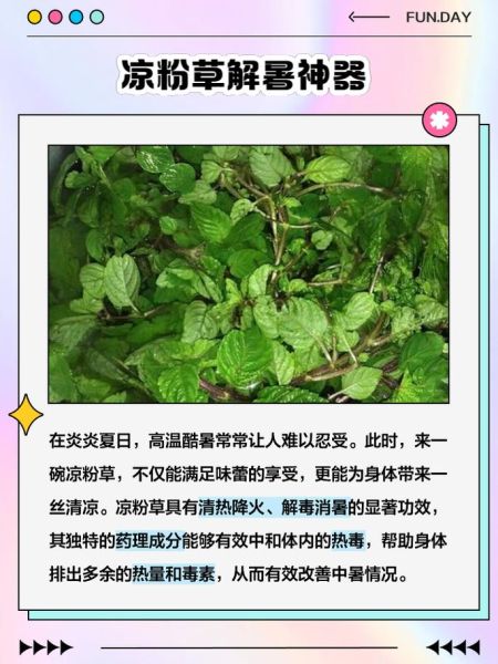 凉粉草的功效与作用_凉粉草的禁忌有哪些-第3张图片-山城妙识