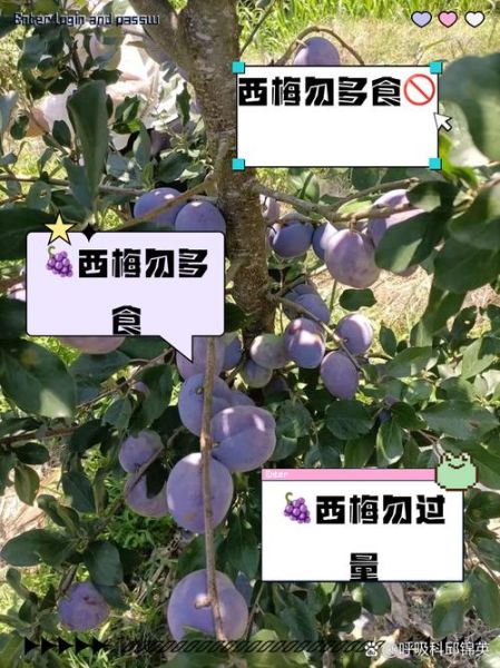 西梅一次最多吃几个_吃多了会怎样-第2张图片-山城妙识