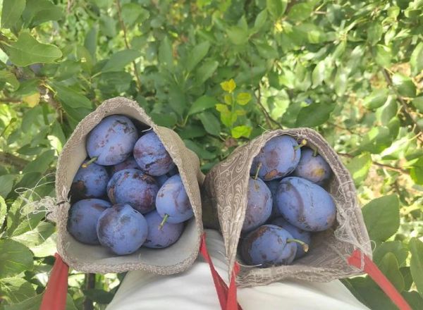 西梅一次最多吃几个_吃多了会怎样-第3张图片-山城妙识