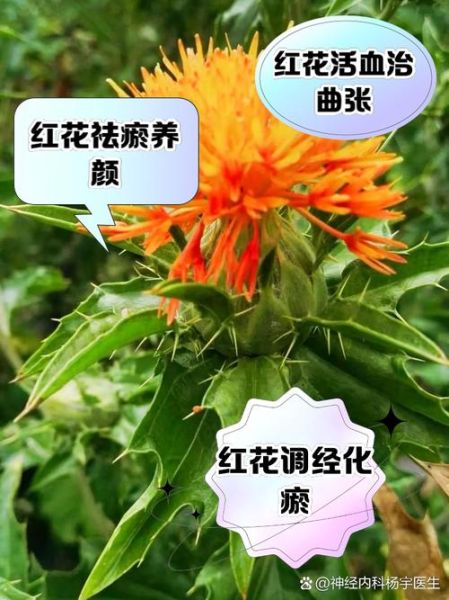 红花副作用太大怎么办_红花禁忌人群有哪些-第1张图片-山城妙识 红花副作用太大怎么办_红花禁忌人群有哪些-第1张图片-山城妙识