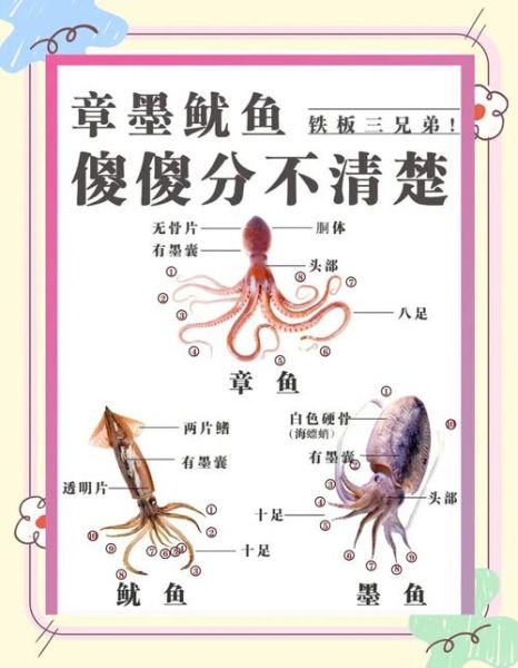 鱿鱼和墨鱼的区别_墨鱼和鱿鱼哪个更好吃-第1张图片-山城妙识 鱿鱼和墨鱼的区别_墨鱼和鱿鱼哪个更好吃-第1张图片-山城妙识