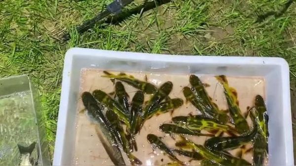 黄辣丁养殖池塘条件_黄辣丁池塘怎么建-第2张图片-山城妙识 黄辣丁养殖池塘条件_黄辣丁池塘怎么建-第2张图片-山城妙识