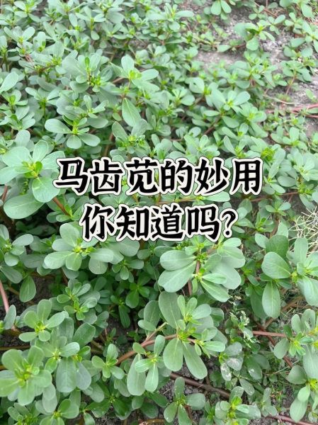 马齿苋怎么吃不酸_马齿苋去酸技巧-第1张图片-山城妙识 马齿苋怎么吃不酸_马齿苋去酸技巧-第1张图片-山城妙识