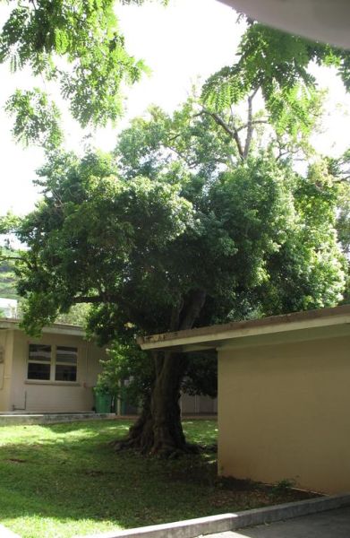 肉桂树长什么样_肉桂树图片大全大图-第1张图片-山城妙识 肉桂树长什么样_肉桂树图片大全大图-第1张图片-山城妙识