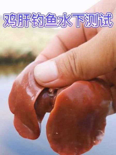 鸡肝钓鱼用生的还是熟的_熟鸡肝钓什么鱼最好-第1张图片-山城妙识 鸡肝钓鱼用生的还是熟的_熟鸡肝钓什么鱼最好-第1张图片-山城妙识