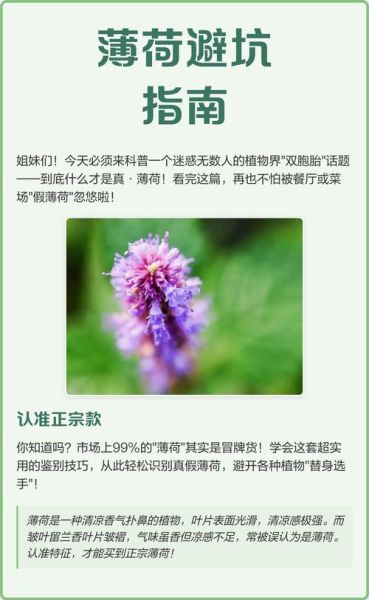 薄荷健康减肥靠谱么_真实测评与避坑指南-第1张图片-山城妙识 薄荷健康减肥靠谱么_真实测评与避坑指南-第1张图片-山城妙识