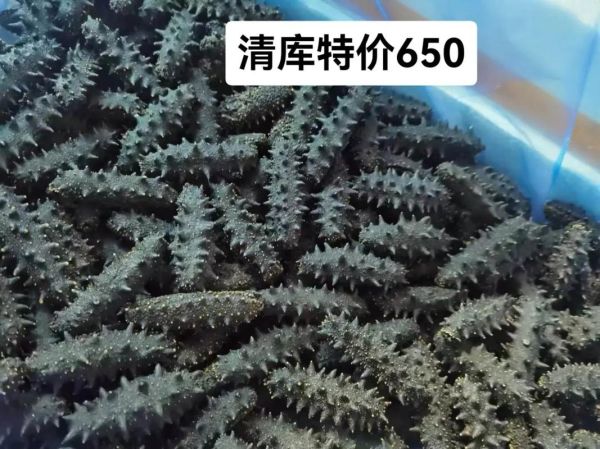 辽参多少钱一斤_辽参价格为什么差距大-第1张图片-山城妙识 辽参多少钱一斤_辽参价格为什么差距大-第1张图片-山城妙识