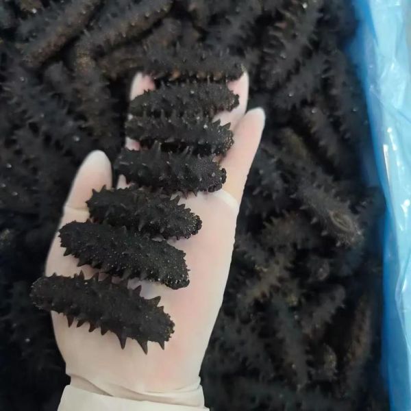 辽参多少钱一斤_辽参价格为什么差距大-第2张图片-山城妙识 辽参多少钱一斤_辽参价格为什么差距大-第2张图片-山城妙识