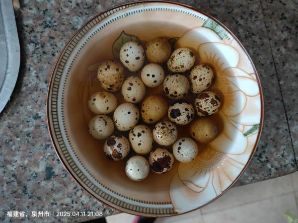 养鹌鹑1000只的成本_鹌鹑养殖利润怎么样-第3张图片-山城妙识 养鹌鹑1000只的成本_鹌鹑养殖利润怎么样-第3张图片-山城妙识