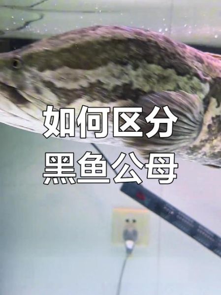 雄鱼是什么鱼_雄鱼与黑鱼的区别-第1张图片-山城妙识 雄鱼是什么鱼_雄鱼与黑鱼的区别-第1张图片-山城妙识