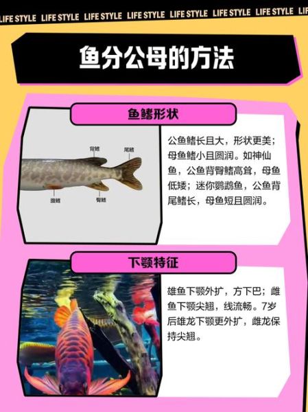 雄鱼是什么鱼_雄鱼与黑鱼的区别-第3张图片-山城妙识 雄鱼是什么鱼_雄鱼与黑鱼的区别-第3张图片-山城妙识