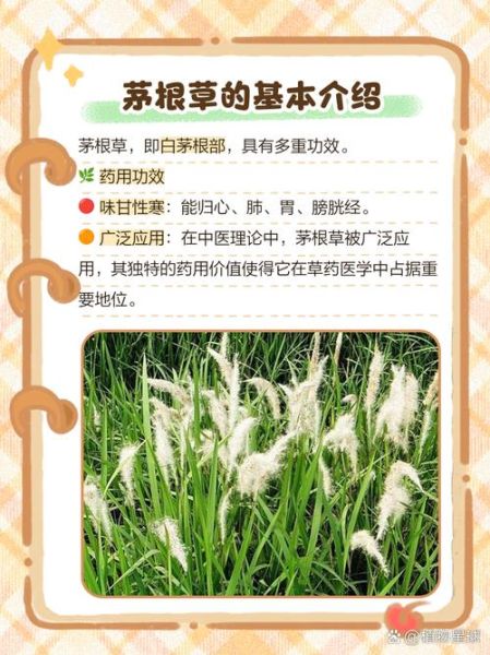 茅根的功效与作用及禁忌症_哪些人不能吃茅根-第3张图片-山城妙识 茅根的功效与作用及禁忌症_哪些人不能吃茅根-第3张图片-山城妙识