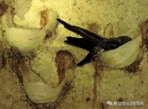 燕窝是怎么形成的_金丝燕筑巢全过程-第1张图片-山城妙识 燕窝是怎么形成的_金丝燕筑巢全过程-第1张图片-山城妙识