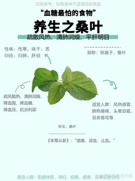 桑叶的功效与作用及禁忌_桑叶泡水喝的副作用-第1张图片-山城妙识