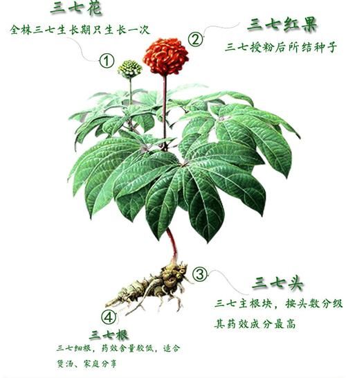 田七图片长什么样_田七植物图片怎么辨别-第2张图片-山城妙识 田七图片长什么样_田七植物图片怎么辨别-第2张图片-山城妙识