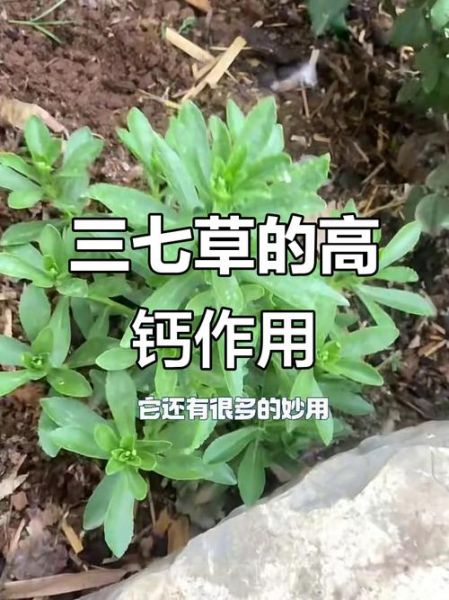 田七图片长什么样_田七植物图片怎么辨别-第3张图片-山城妙识 田七图片长什么样_田七植物图片怎么辨别-第3张图片-山城妙识