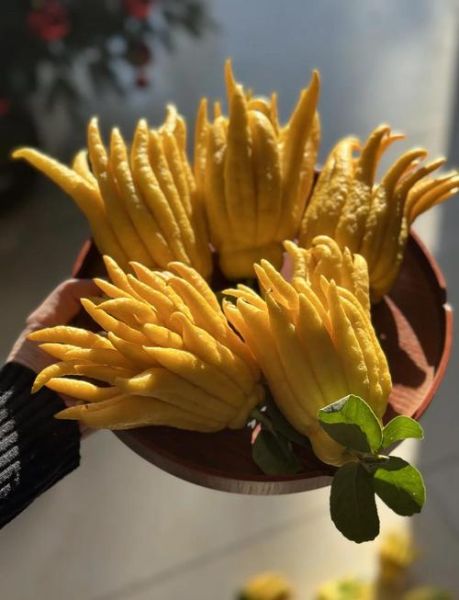 佛手功效与作用及禁忌_佛手怎么吃最好-第2张图片-山城妙识 佛手功效与作用及禁忌_佛手怎么吃最好-第2张图片-山城妙识