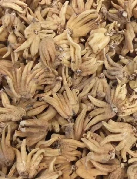 佛手功效与作用及禁忌_佛手怎么吃最好-第3张图片-山城妙识 佛手功效与作用及禁忌_佛手怎么吃最好-第3张图片-山城妙识