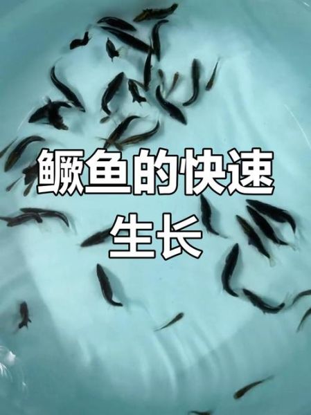 鳜鱼价格一斤多少钱_鳜鱼多少钱一斤2024-第2张图片-山城妙识