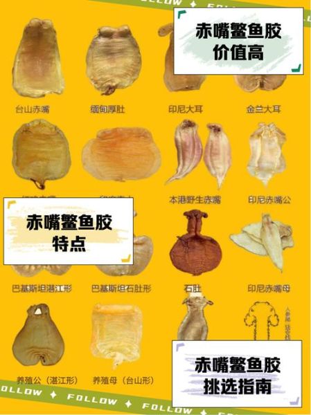 鳘鱼胶多少钱一斤_鳘鱼胶价格为什么差距大-第3张图片-山城妙识
