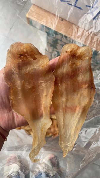 鳘鱼胶多少钱一斤_鳘鱼胶价格为什么差距大-第1张图片-山城妙识