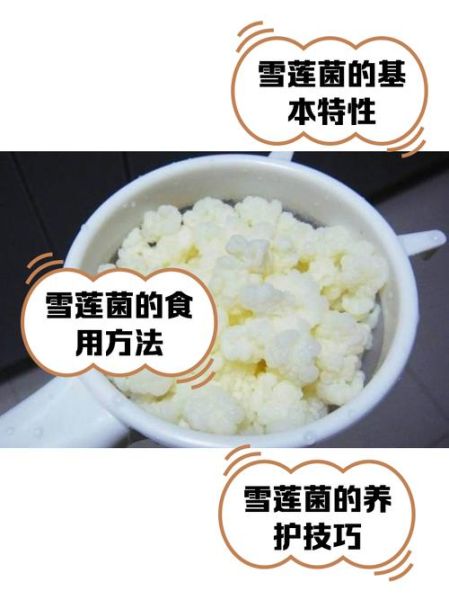 牛奶泡雪莲菌的禁忌_哪些人不能吃-第1张图片-山城妙识 牛奶泡雪莲菌的禁忌_哪些人不能吃-第1张图片-山城妙识