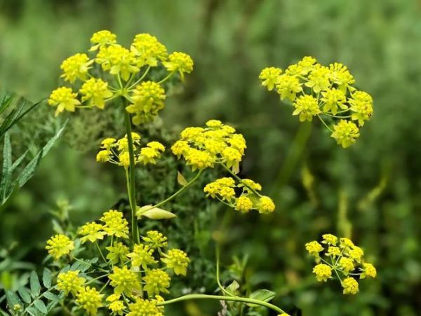 醋北柴胡的功效与作用_醋北柴胡和柴胡区别-第2张图片-山城妙识