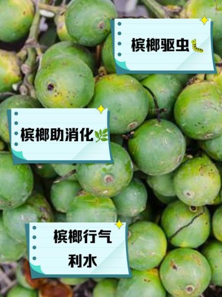 槟榔的功效与作用是什么_槟榔的危害有哪些-第3张图片-山城妙识 槟榔的功效与作用是什么_槟榔的危害有哪些-第3张图片-山城妙识