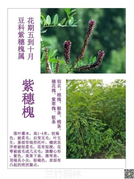 紫槐花可以吃吗_紫槐花怎么吃才安全-第1张图片-山城妙识 紫槐花可以吃吗_紫槐花怎么吃才安全-第1张图片-山城妙识
