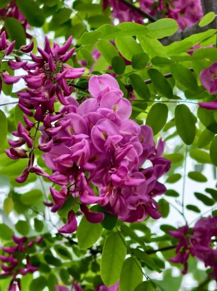 紫槐花可以吃吗_紫槐花怎么吃才安全-第3张图片-山城妙识 紫槐花可以吃吗_紫槐花怎么吃才安全-第3张图片-山城妙识