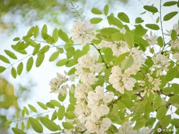 紫槐花可以吃吗_紫槐花怎么吃才安全-第2张图片-山城妙识 紫槐花可以吃吗_紫槐花怎么吃才安全-第2张图片-山城妙识