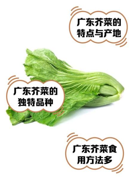 芥菜有哪些品种_芥菜种类怎么区分-第1张图片-山城妙识 芥菜有哪些品种_芥菜种类怎么区分-第1张图片-山城妙识